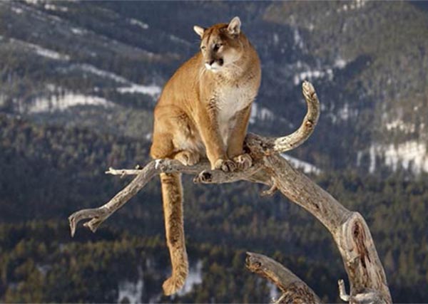 Puma proglašena izumrlom vrstom | PCNEN