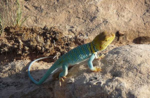 Gušteri ruše ‘zlatno pravilo’ evolucije? - PCNEN