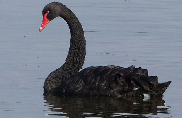 DW: Da li je korona-virus ‘crni labud’? - PCNEN