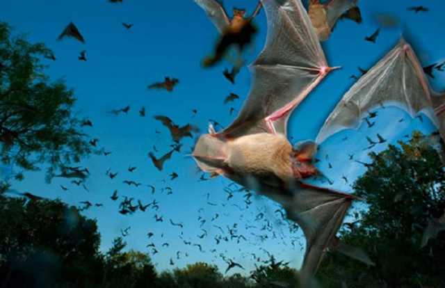 Šišmiši kriju tajnu zdrave dugovječnosti? - PCNEN