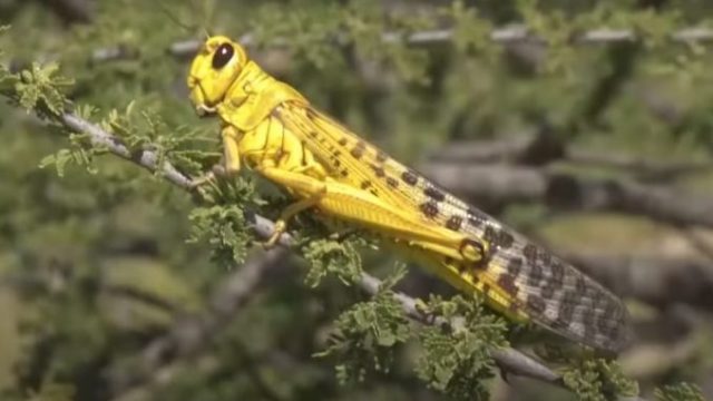 UN: Skakavci prijete djelovima južne Afrike - PCNEN