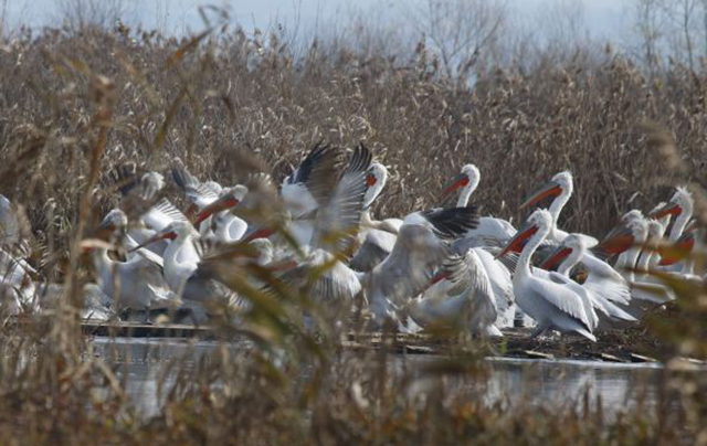 Najranije gniježđenje pelikana - PCNEN