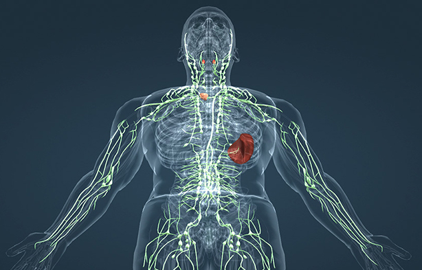 Tajna naše limfe - PCNEN
