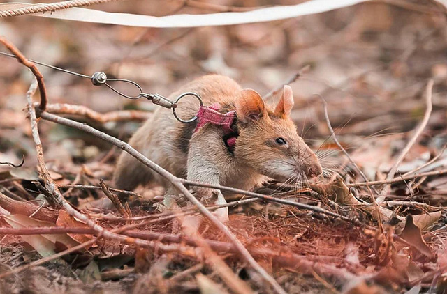 Štakor Magawa dobio zlatnu medalju - PCNEN