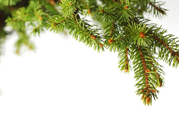 Kradljivac jela u Crnoj Gori otkriven u Srbiji - PCNEN