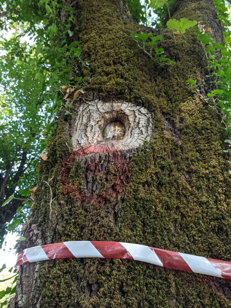 Sačuvati stabla skadarskog hrasta tokom rekonstrukcije Martinićkog puta ...
