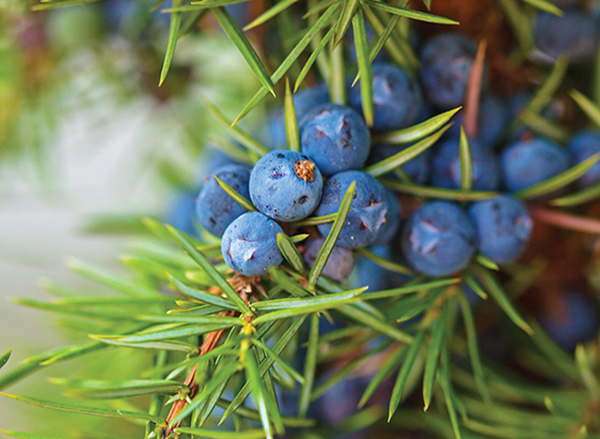 Borovica dobra za zdravlje - PCNEN
