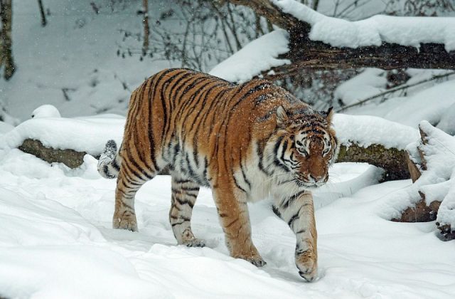 Udvostručen broj sibirskih tigrova u Rusiji - PCNEN