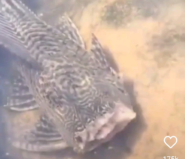 Riba bez glave, a pliva! (video) - PCNEN