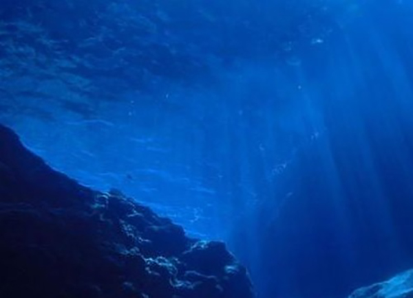 Riba pliva na 8.336 m dubine (video) - PCNEN