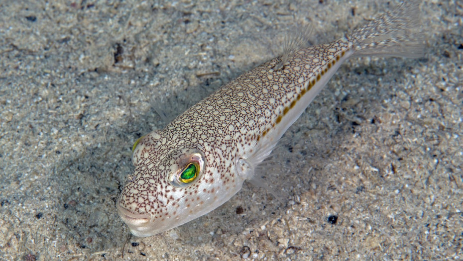 Otrovna riba-balon stigla i do Jadrana - PCNEN
